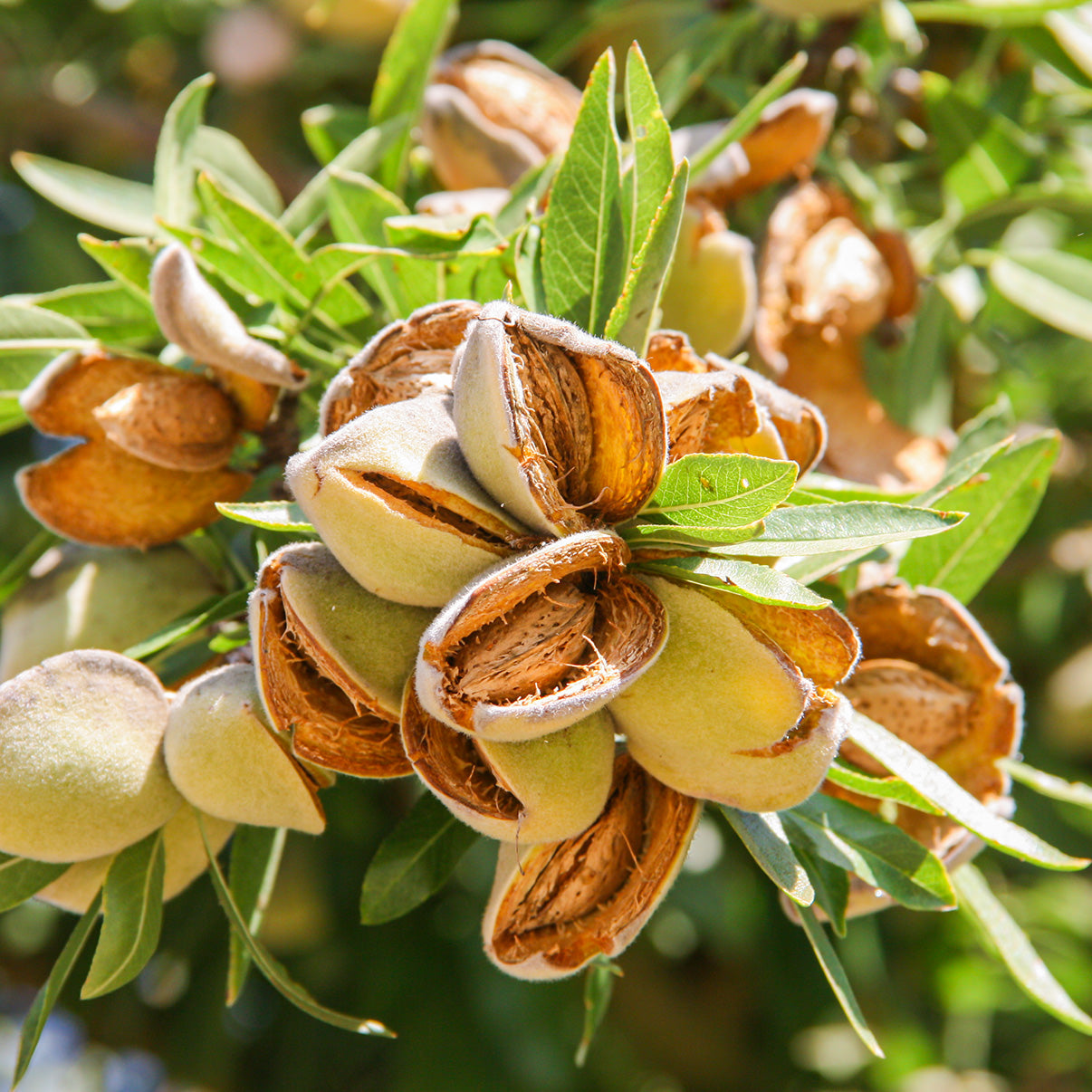 Mandeln: Vom Blütenmeer zum goldenen Snackjuwel